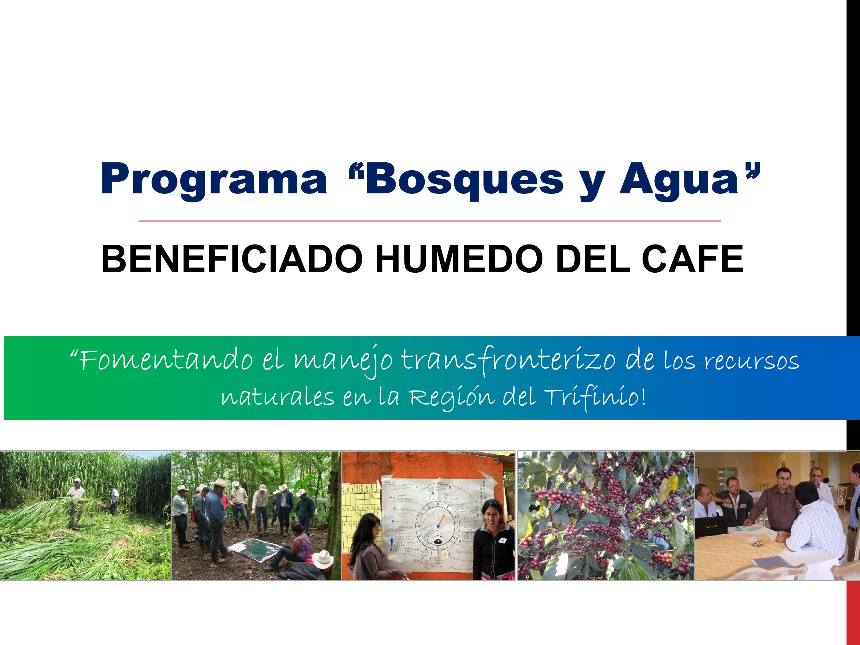 Beneficiado Húmedo Del Café Programa Bosques Y Agua